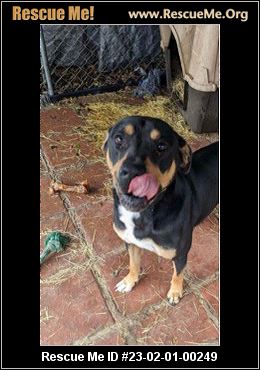 - Texas Rottweiler Rescue - ADOPTIONS - Rescue Me!