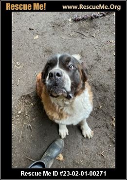 - Washington Saint Bernard Rescue - ADOPTIONS - Rescue Me!
