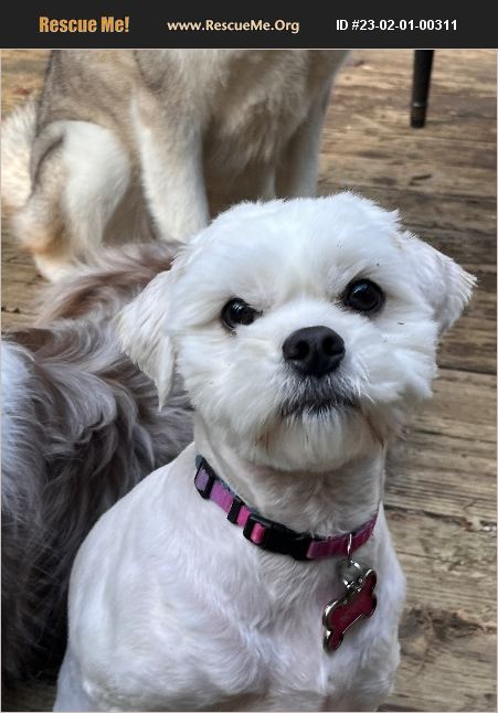 ADOPT 23020100311 ~ Maltese Rescue ~ Beaverton, OR