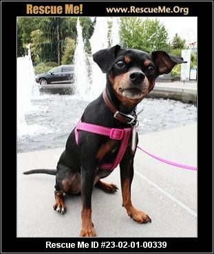 - California Miniature Pinscher Rescue - ADOPTIONS - Rescue Me!