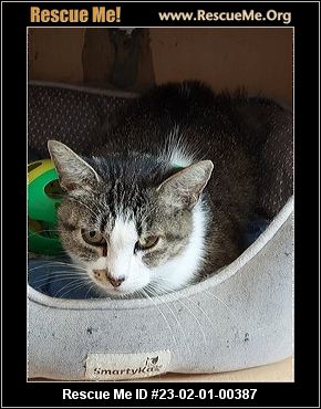 - Wisconsin Cat Rescue - ADOPTIONS - Rescue Me!