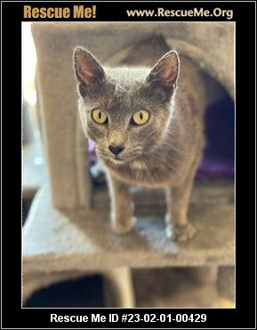 - Wisconsin Cat Rescue - ADOPTIONS - Rescue Me!