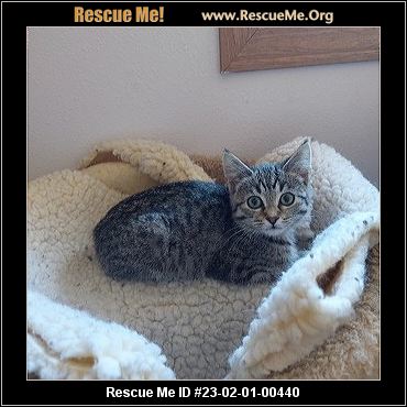 - Wisconsin Cat Rescue - ADOPTIONS - Rescue Me!