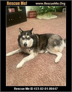 - Minnesota Dog Rescue - ADOPTIONS - Rescue Me!