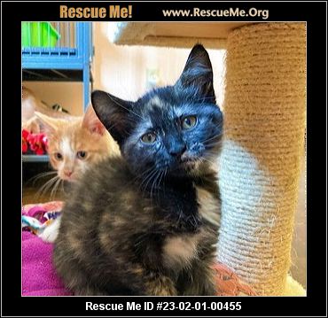 - Wisconsin Cat Rescue - ADOPTIONS - Rescue Me!