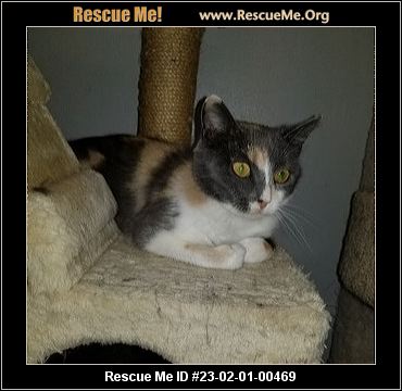 - Wisconsin Cat Rescue - ADOPTIONS - Rescue Me!