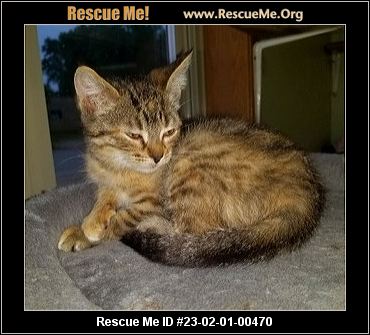 - Wisconsin Cat Rescue - ADOPTIONS - Rescue Me!