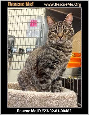 - Wisconsin Cat Rescue - ADOPTIONS - Rescue Me!