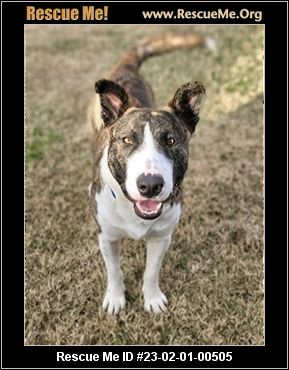 - Arizona Pit Bull Rescue - ADOPTIONS - Rescue Me!