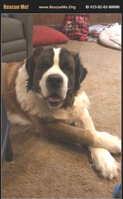 ADOPT 23020200080 ~ Saint Bernard Rescue ~ Detroit, MI