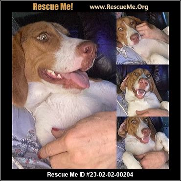 - Oklahoma Beagle Rescue - ADOPTIONS - Rescue Me!