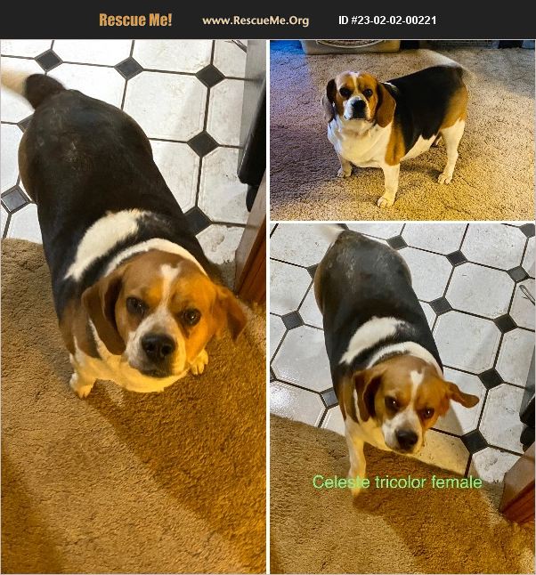 ADOPT 23020200221 ~ Beagle Rescue ~ Oklahoma