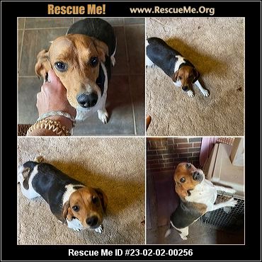 - Oklahoma Beagle Rescue - ADOPTIONS - Rescue Me!