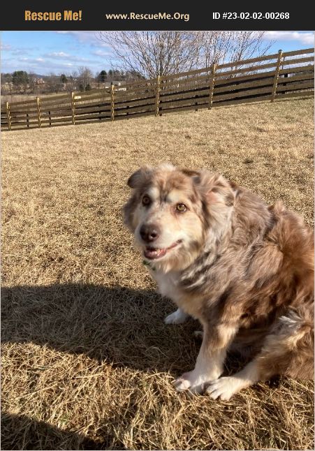 ADOPT 23020200268 ~ Australian Shepherd Rescue ~ Alexandria, VA
