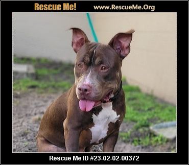 - Florida Pit Bull Rescue - ADOPTIONS - Rescue Me!