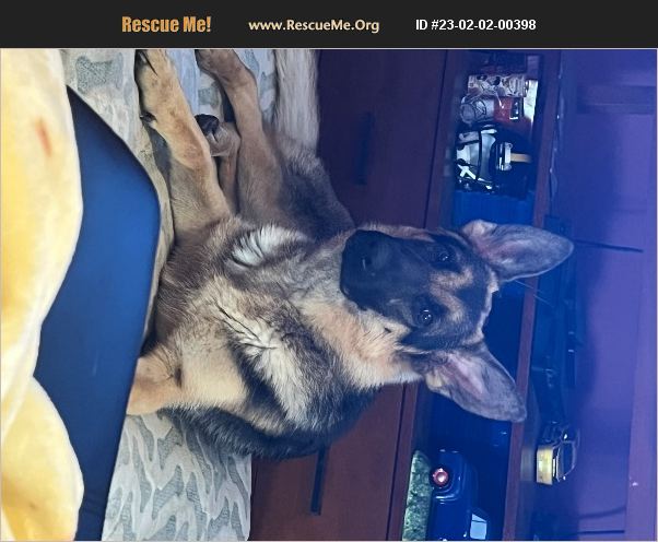 ADOPT 23020200398 ~ German Shepherd Rescue ~ Independence, KY