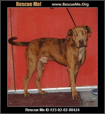 - Kansas Dog Rescue - ADOPTIONS - Rescue Me!