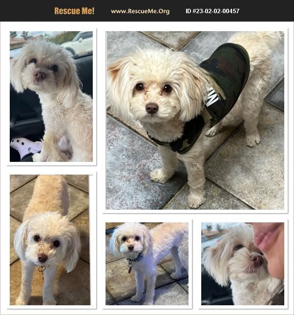 ADOPT 23020200457 ~ Maltese Rescue ~ HESPERIA, CA