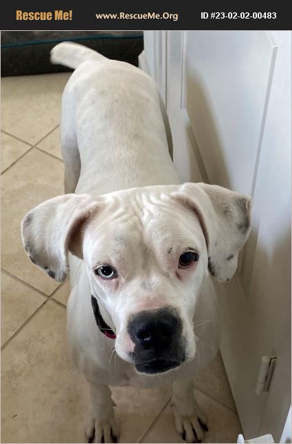 ADOPT 23020200483 ~ Boxer Rescue ~ Toronto, Ontario, Canada