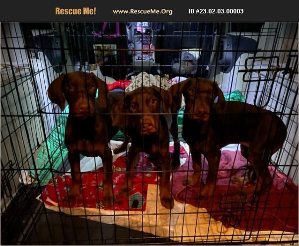 ADOPT 23020300003 ~ Doberman Pinscher Rescue ~ Albuquerque, NM