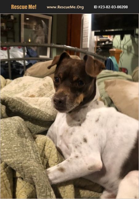 ADOPT 23020300208 ~ Rat Terrier Rescue ~ Boca Raton, FL