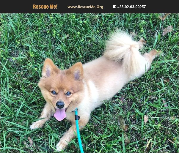 ADOPT 23020300257 ~ Pomeranian Rescue ~ palm coast, FL