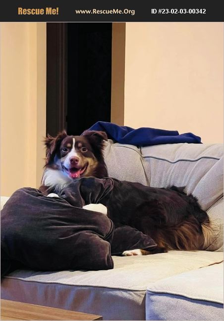 ADOPT 23020300342 ~ Australian Shepherd Rescue ~ Alexandria, VA