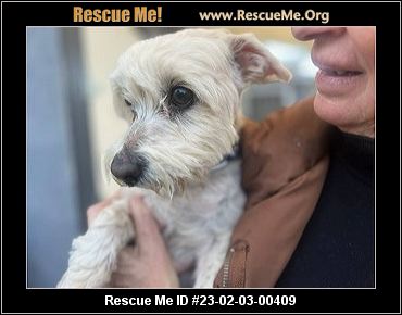 - California Bichon Frise Rescue - ADOPTIONS - Rescue Me!
