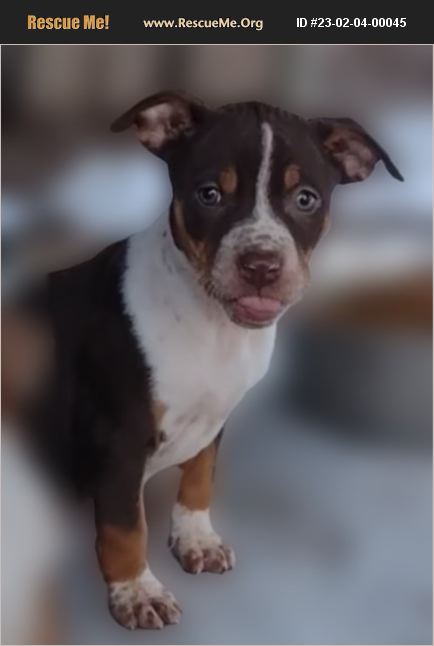 ADOPT 23020400045 ~ Australian Cattle Dog Rescue ~ East Dundee, IL