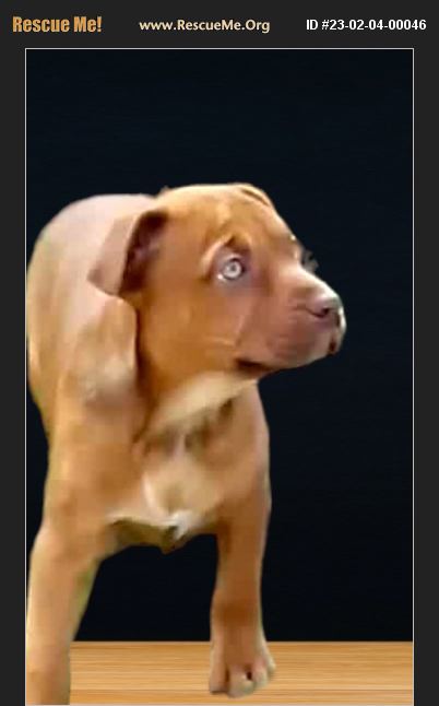 ADOPT 23020400046 ~ Australian Cattle Dog Rescue ~ East Dundee, IL