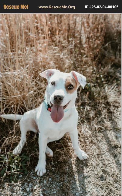 ADOPT 23020400105 ~ Pit Bull Rescue ~ Greenville NC, NC