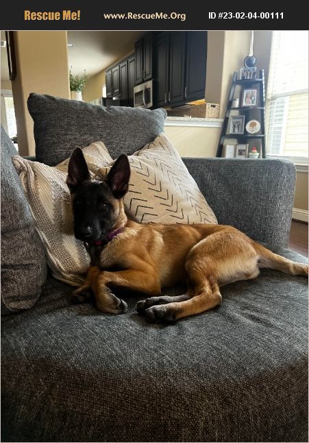 ADOPT 23020400111 ~ Belgian Sheepdog Rescue ~ Austin, TX