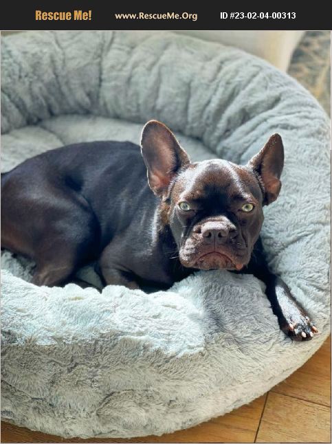 ADOPT 23020400313 ~ French Bulldog Rescue ~ Los Angeles, CA