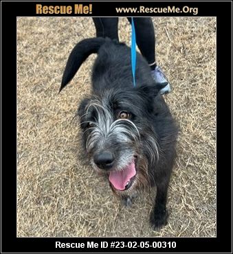 - Texas Schnauzer Rescue - ADOPTIONS - Rescue Me!