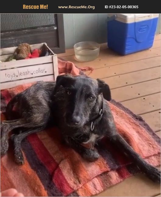 ADOPT 23020500365 ~ Airedale Rescue ~ Newport Beach, CA