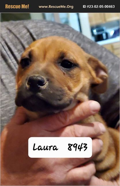 ADOPT 23020500463 ~ Pug Rescue ~ Rancho Cucamonga, CA