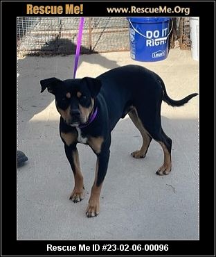 - Texas Rottweiler Rescue - ADOPTIONS - Rescue Me!