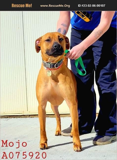 ADOPT 23020600107 ~ Black Mouth Cur Rescue ~ Milton, FL