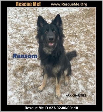 - Connecticut German Shepherd Rescue - ADOPTIONS - Rescue Me!