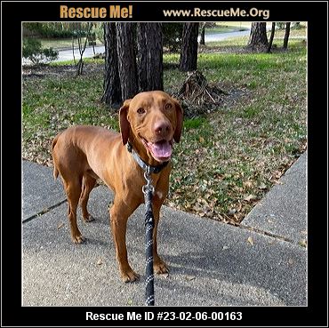 - Texas Vizsla Rescue - ADOPTIONS - Rescue Me!
