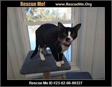 - Wisconsin Cat Rescue - ADOPTIONS - Rescue Me!