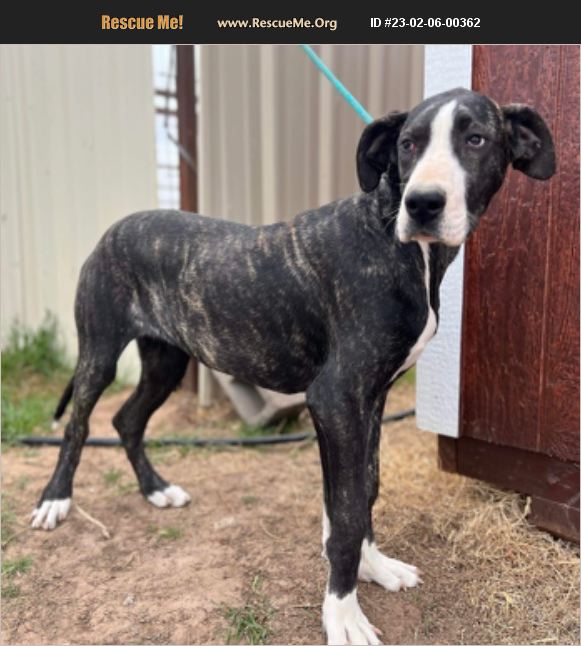 ADOPT 23020600362 ~ Great Dane Rescue ~ Dallas, TX