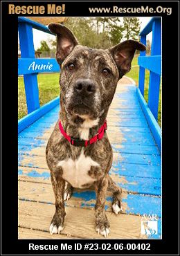 - Texas Pit Bull Rescue - ADOPTIONS - Rescue Me!