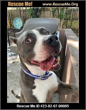 - Florida Pit Bull Rescue - ADOPTIONS - Rescue Me!