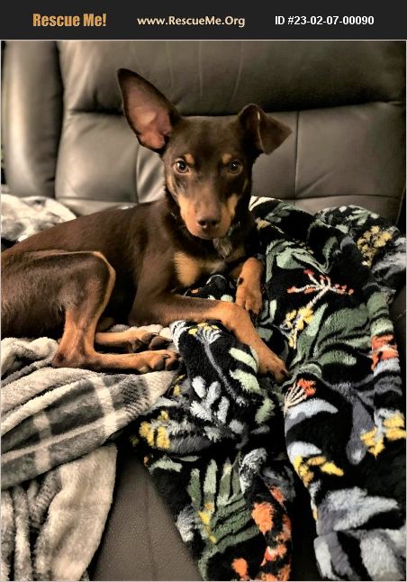 ADOPT 23020700090 ~ Miniature Pinscher Rescue ~ Muskego, WI