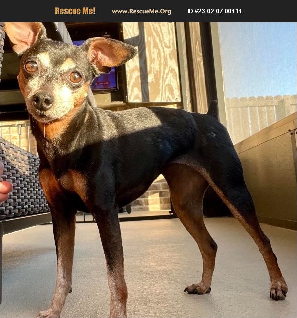 ADOPT 23020700111 ~ Miniature Pinscher Rescue ~ montgomery, AL