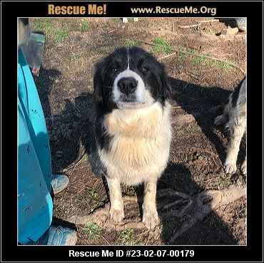 - Georgia Border Collie Rescue - ADOPTIONS - Rescue Me!
