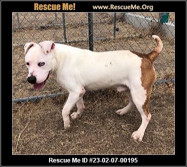 - Kansas Dog Rescue - ADOPTIONS - Rescue Me!
