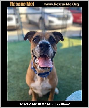 - Arizona Boxer Rescue - ADOPTIONS - Rescue Me!