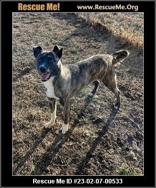 - Kansas Dog Rescue - ADOPTIONS - Rescue Me!